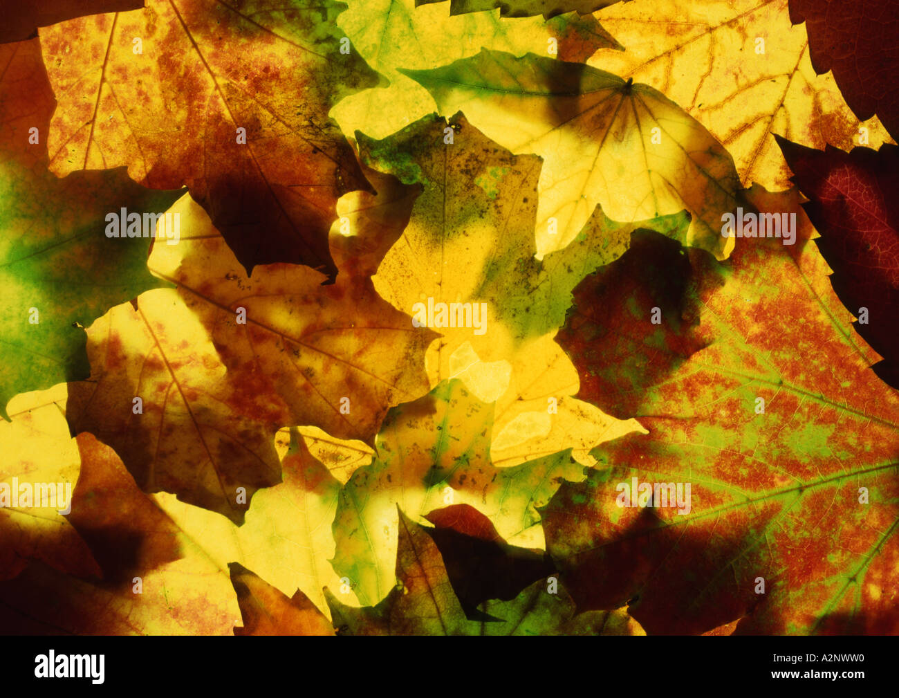 Leaves on Lightbox (Medium Format Stock Photo - Alamy