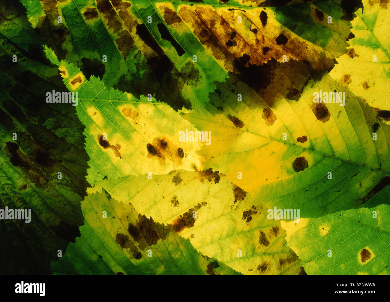 Leaves on Lightbox (Medium Format Stock Photo - Alamy