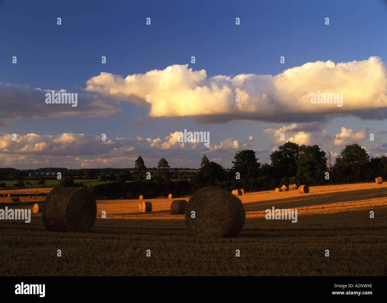 Straw Bales in field in Shipmeadow in suffolk in the Uk (Suffolk ...