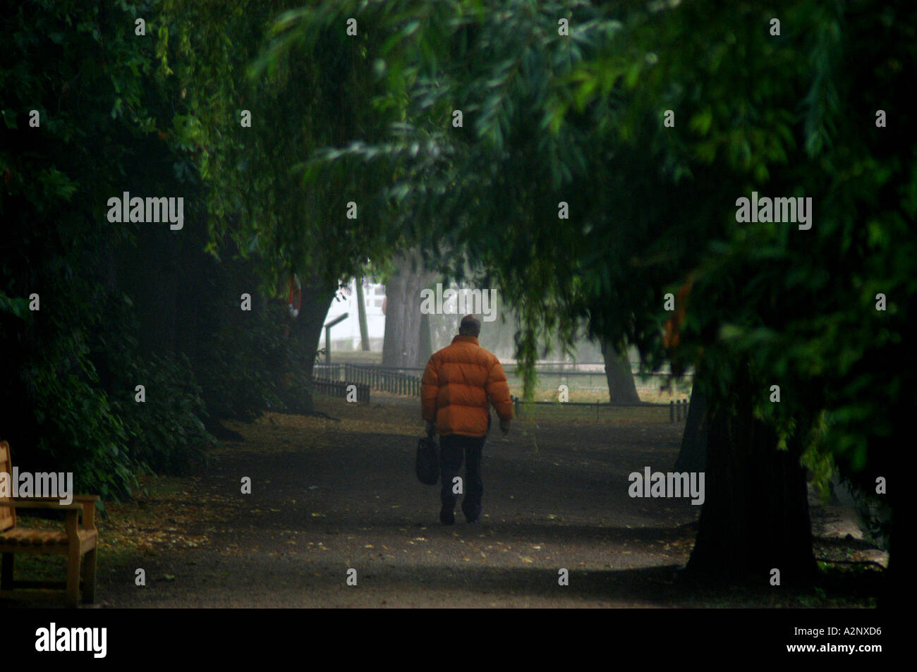 man walking under avenue of trees in a misty morning england uk Stock ...