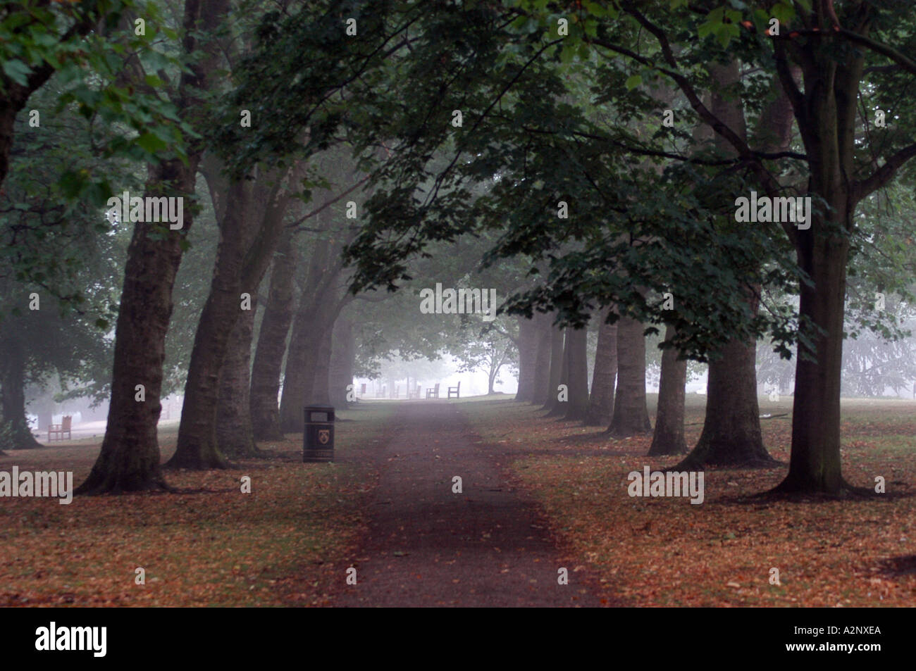 avenue trees in early morning mist over tarmac pathway bedford Stock ...