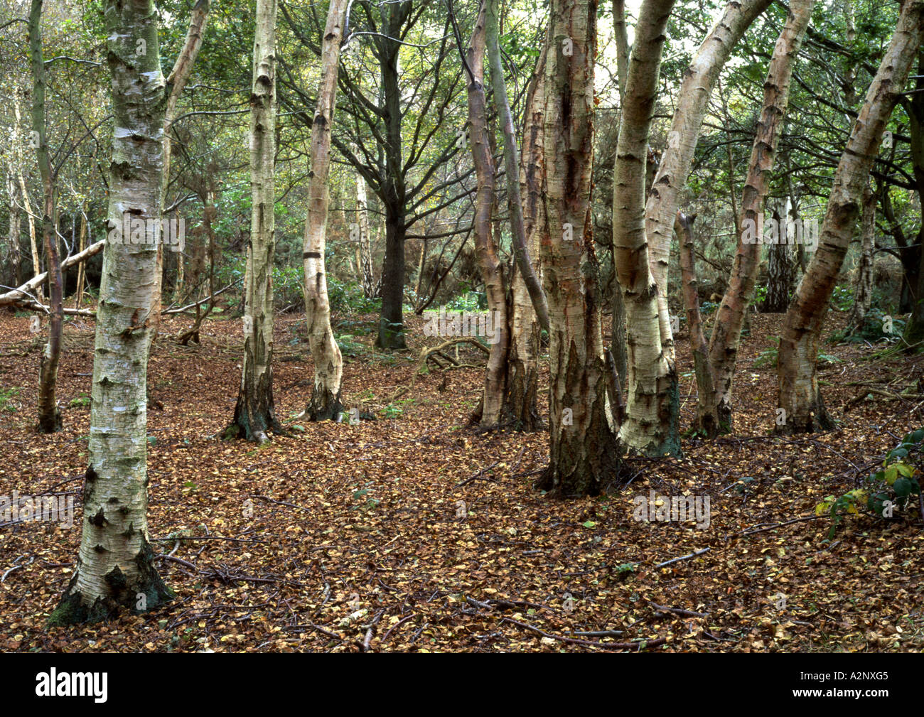 Silver Birch Trees in woodland in Beccles in suffolk in the Uk (Betula ...