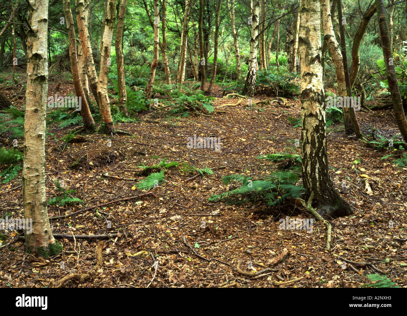 Silver Birch Trees in woodland in Beccles in suffolk in the Uk (Betula ...