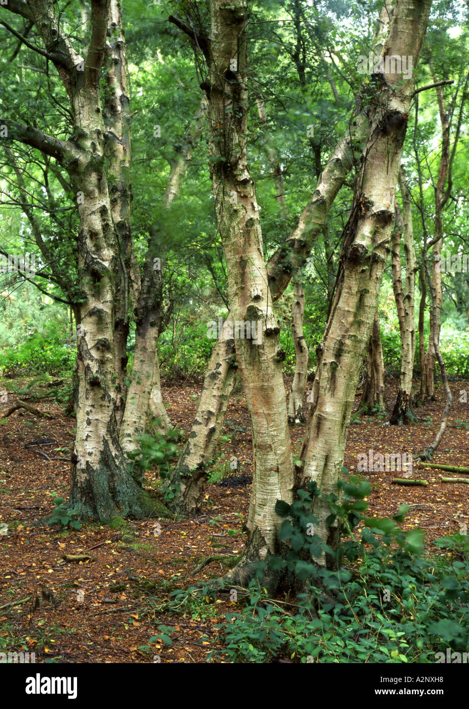 Silver Birch Trees in woodland in Beccles in suffolk in the Uk (Betula ...