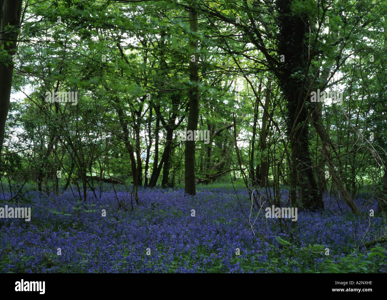 Bluebells at Reydon Woods in suffolk in the Uk (Hyacinthoides non ...