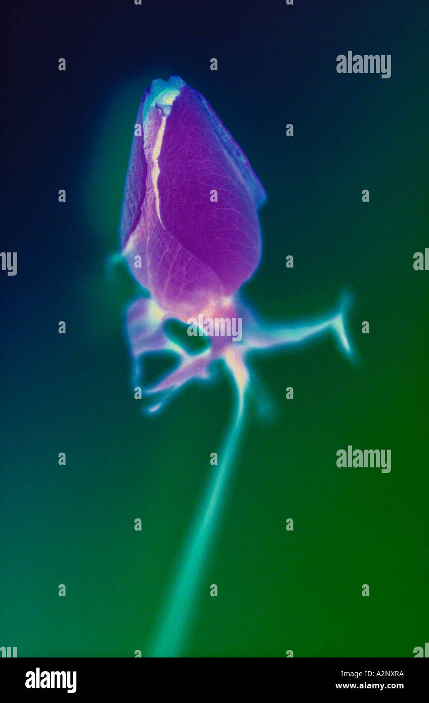 Closed bud form hi-res stock photography and images - Alamy