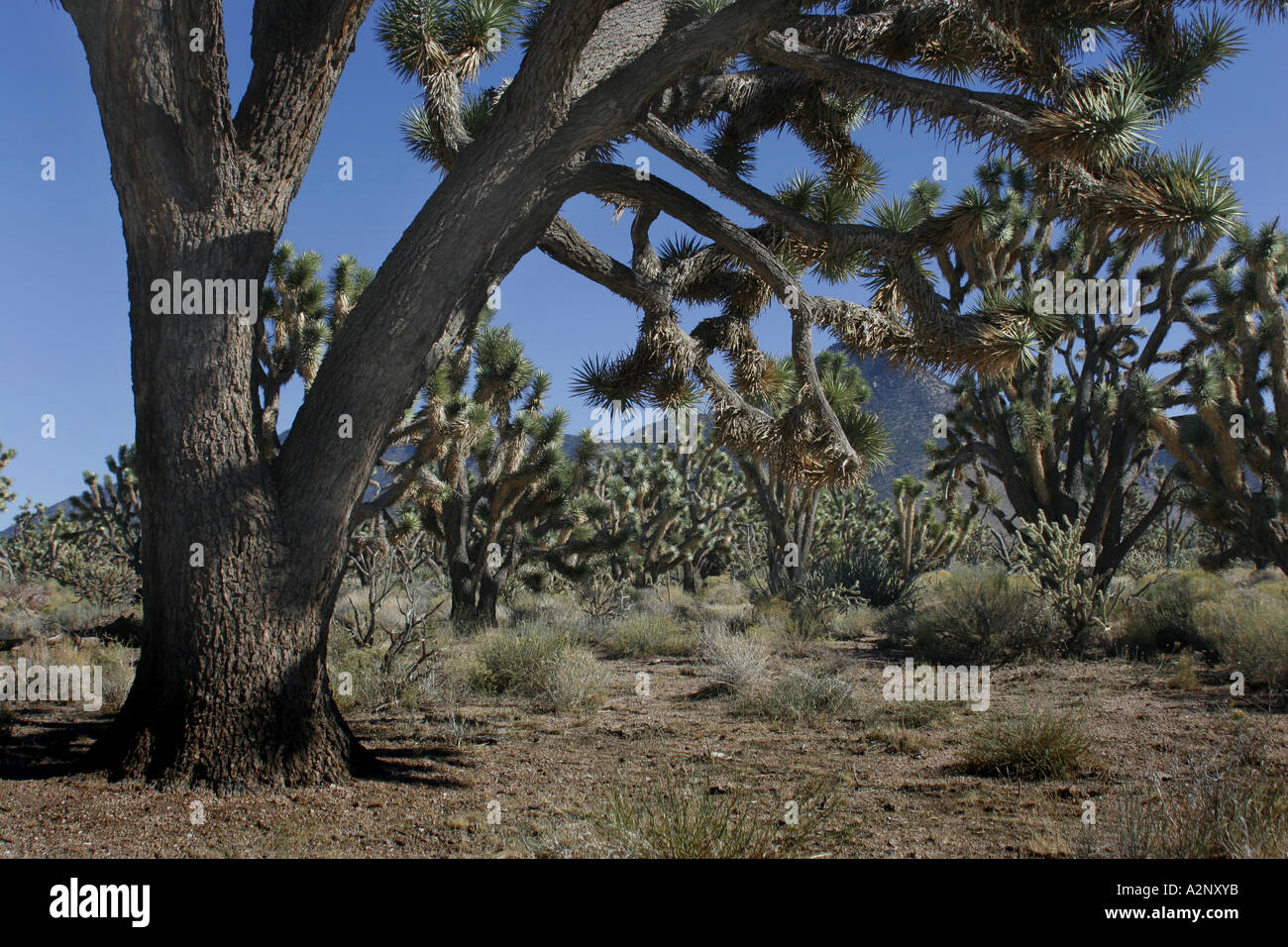 Visit grand canyon state hi-res stock photography and images - Alamy