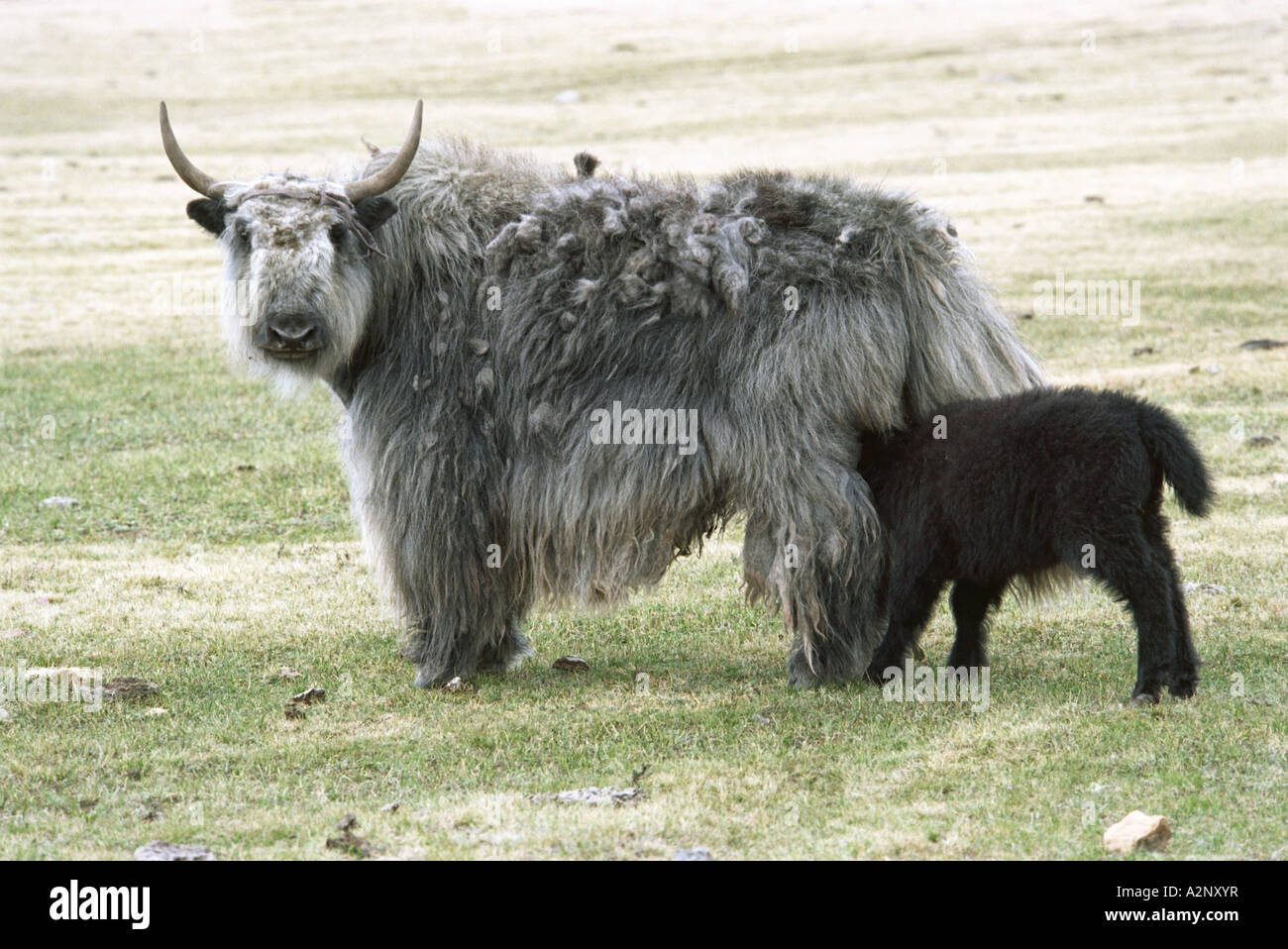 Yak calf is sucking mother. Ulaan-Uul somon (village) nearby. Khovsgol ...