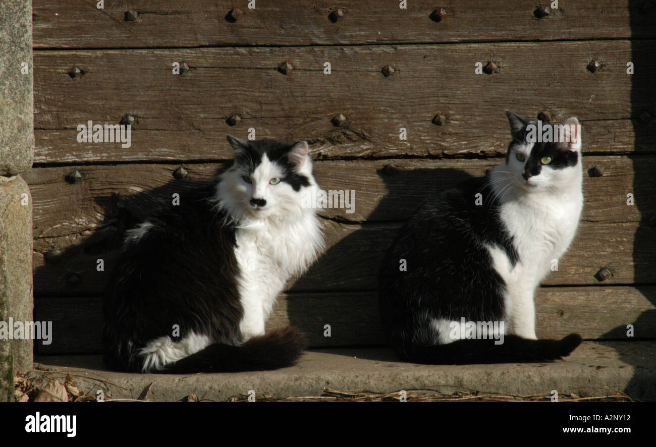 feral male tom cats sitting in the sun Stock Photo - Alamy