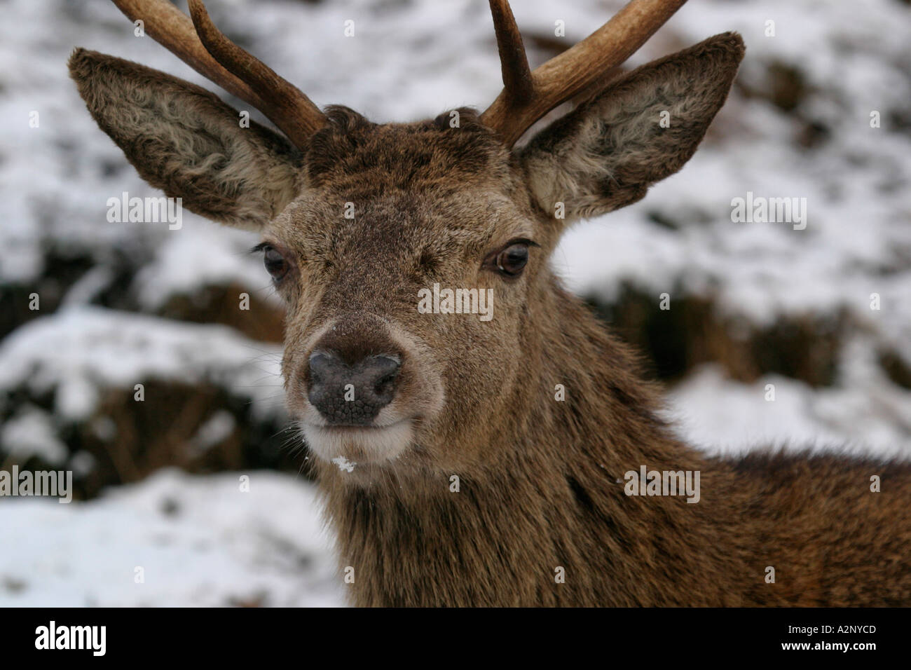 Red Deer Cervus Elaphus Scottish Highlands Scotland Stock Photo - Alamy