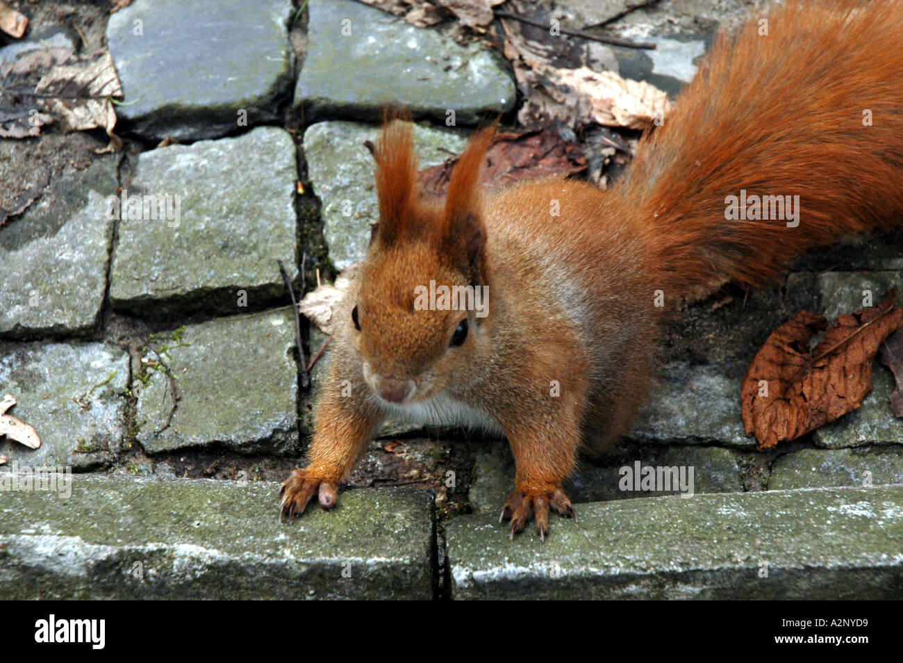 Polish squirrel hi-res stock photography and images - Alamy