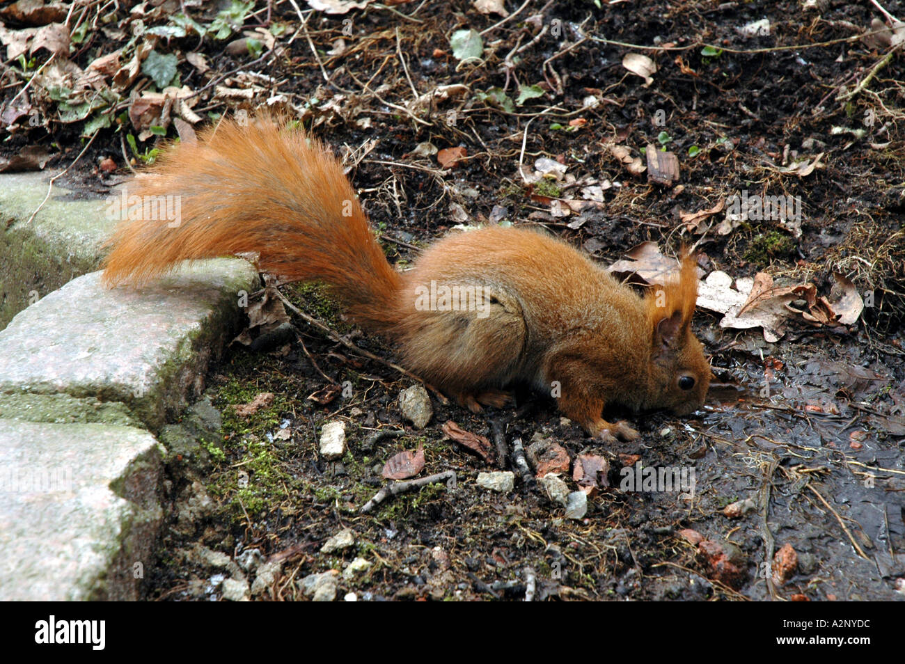 wild squirrel in park drinking water from plash Stock Photo - Alamy