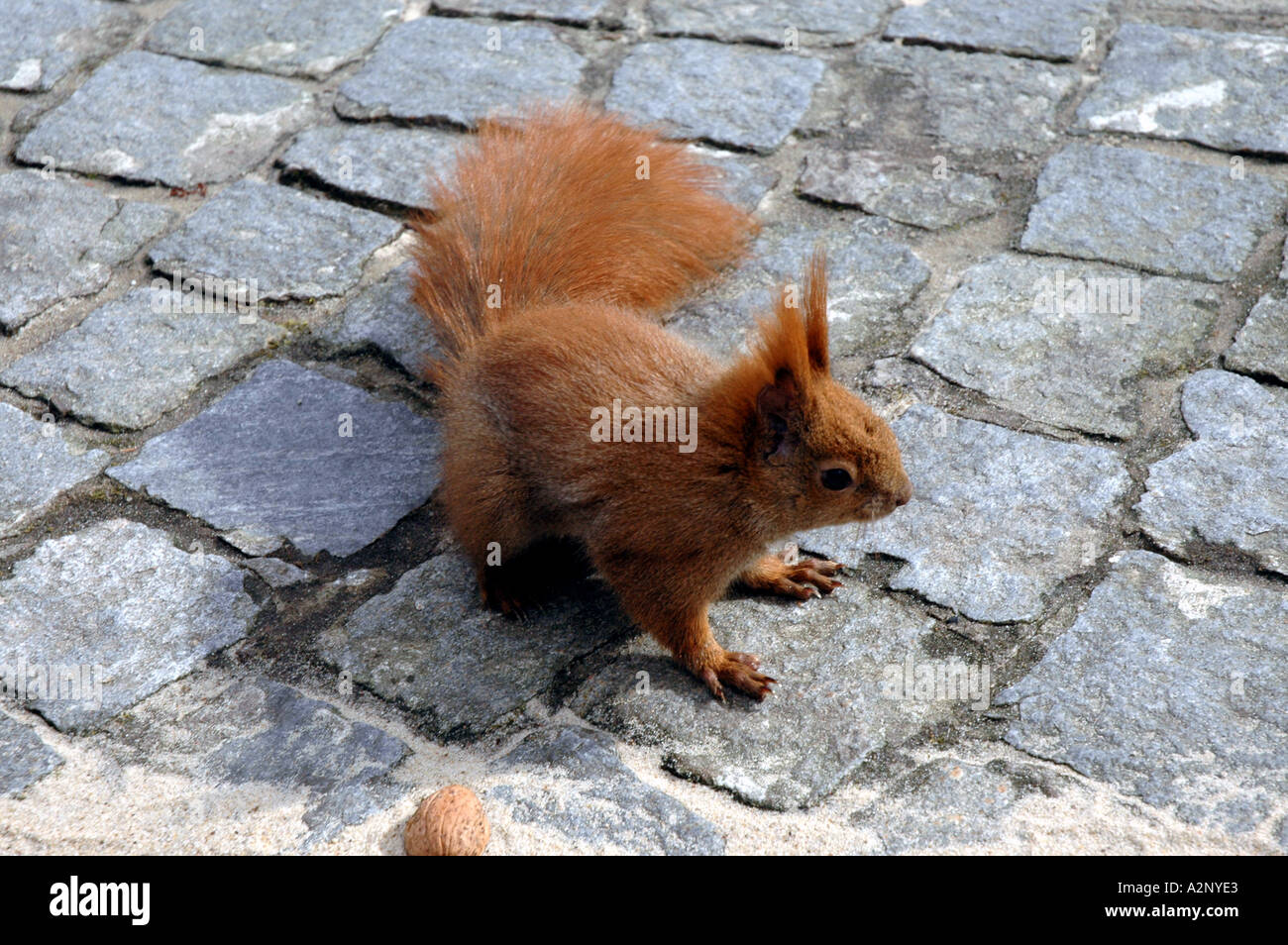 Polish squirrel hi-res stock photography and images - Alamy