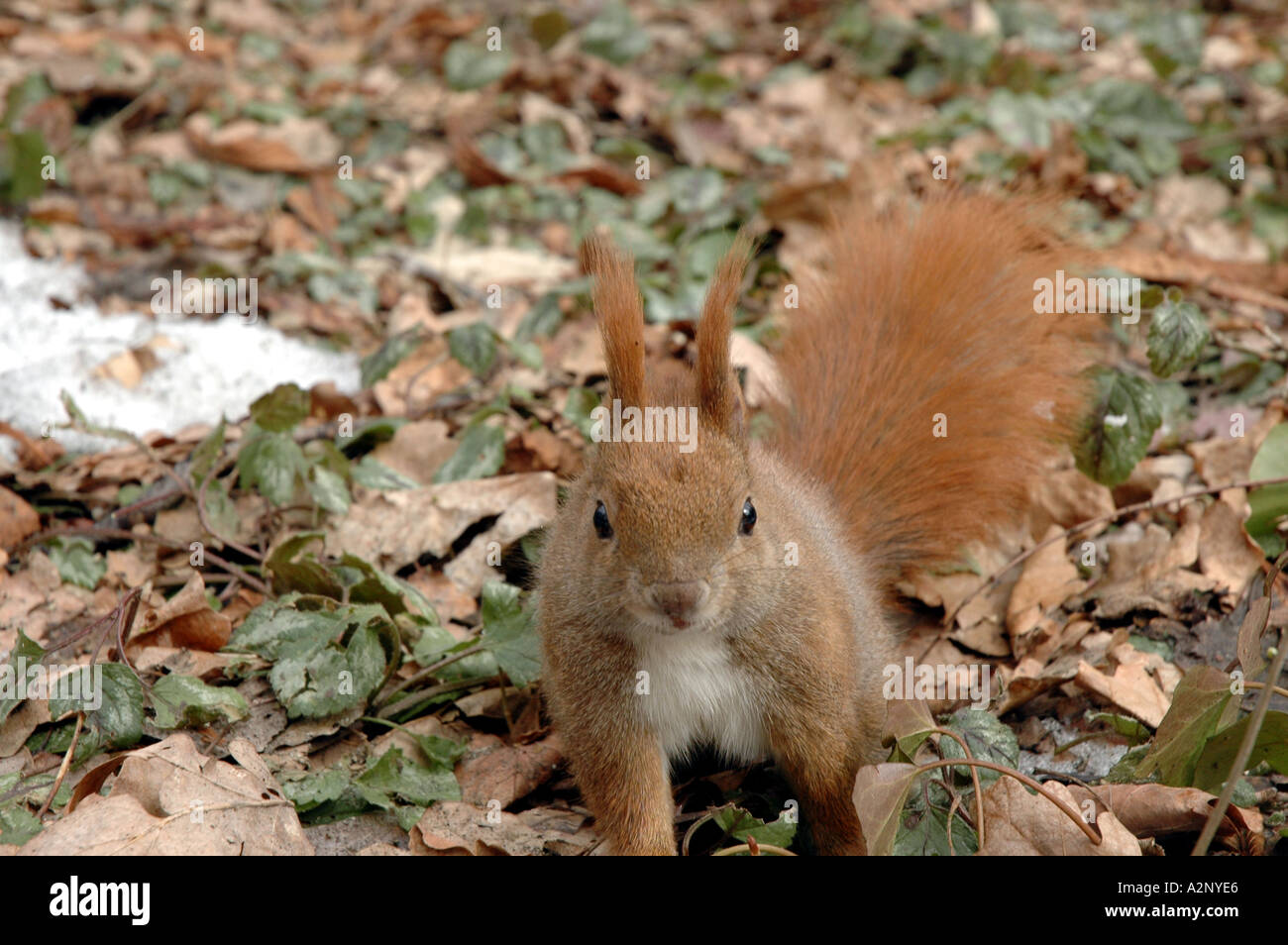 Polish squirrel hi-res stock photography and images - Alamy