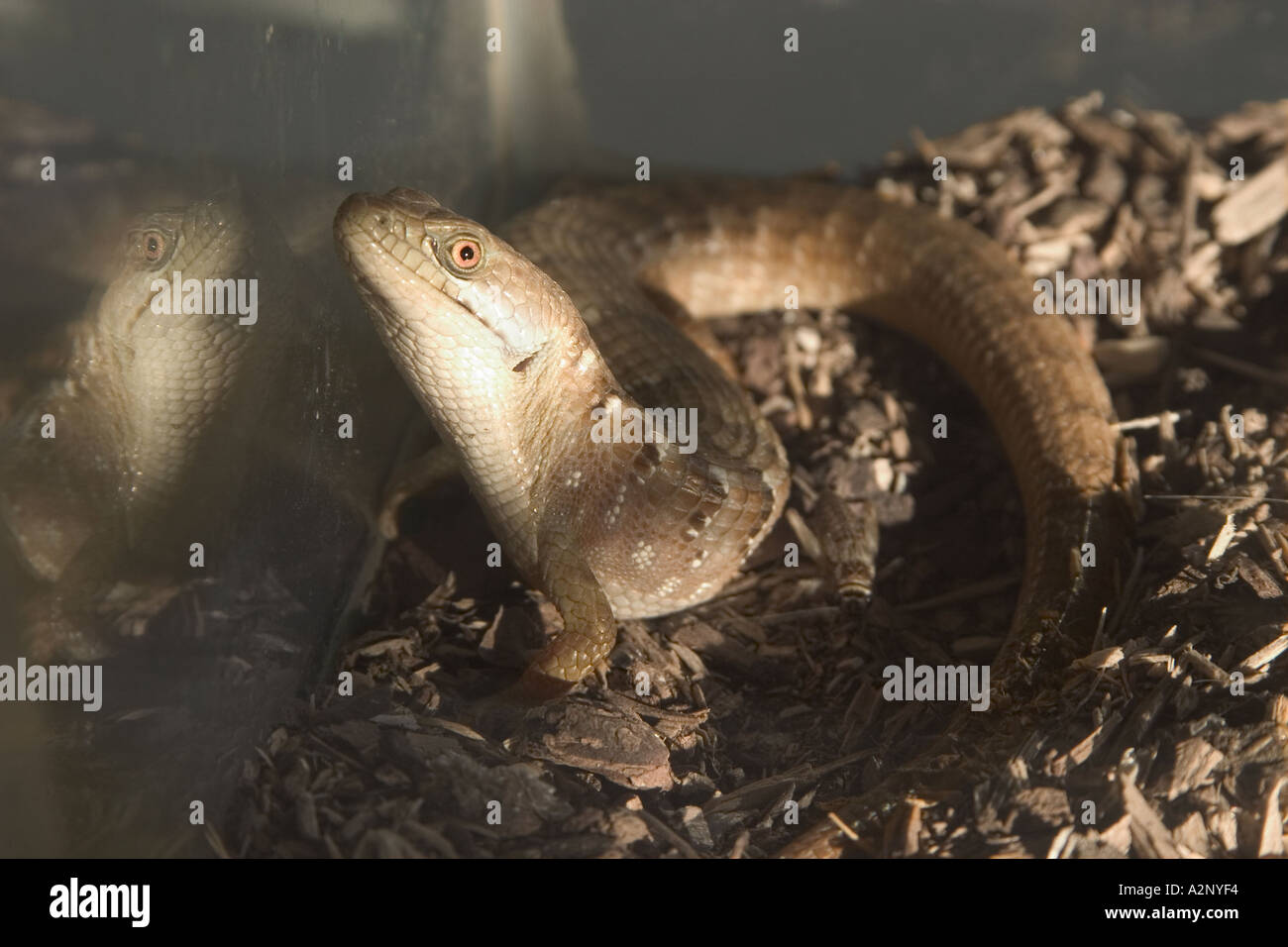 Alligator Lizard Gaze Stock Photo - Alamy