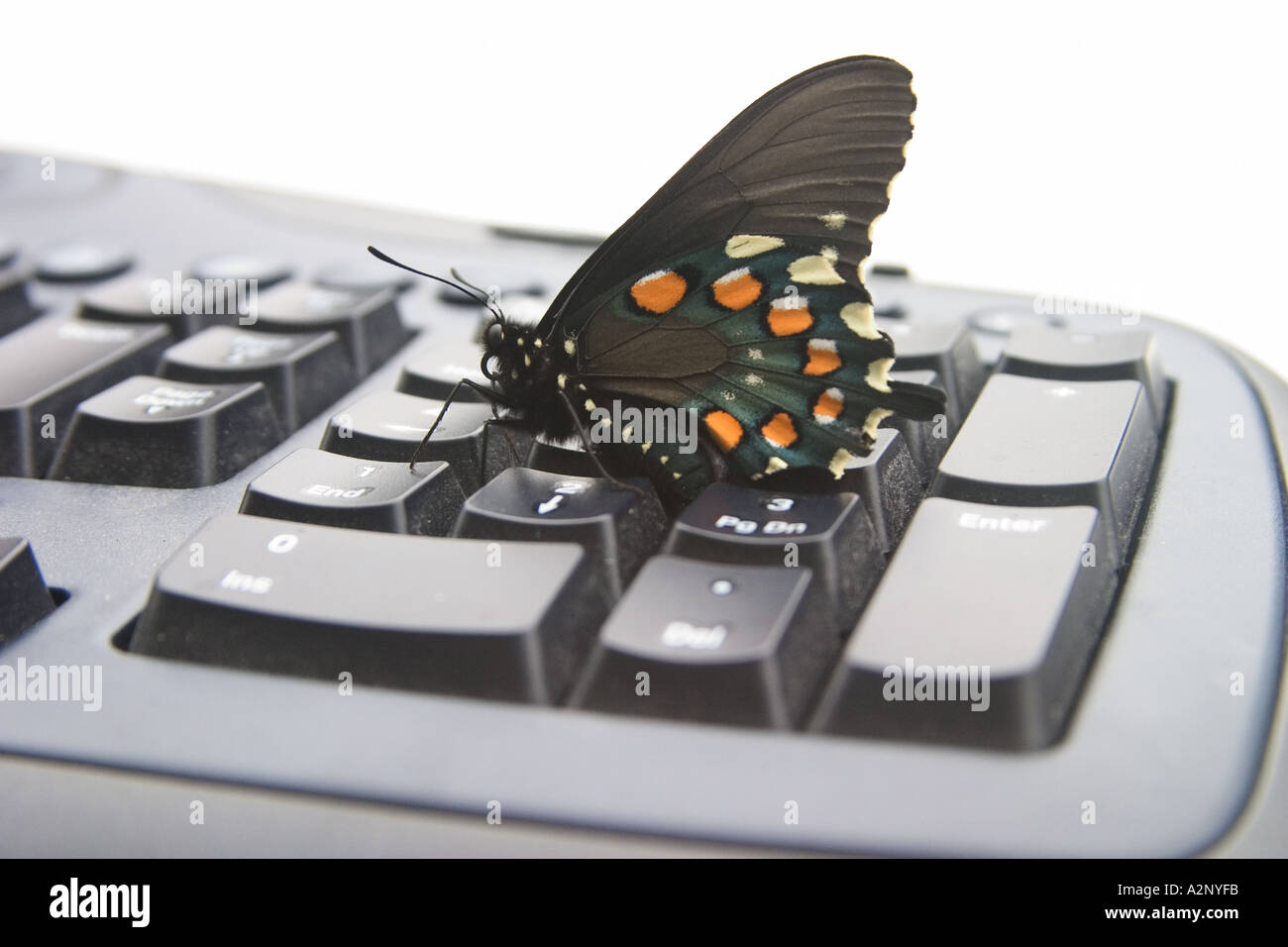 Butterfly keyboard hi-res stock photography and images - Alamy