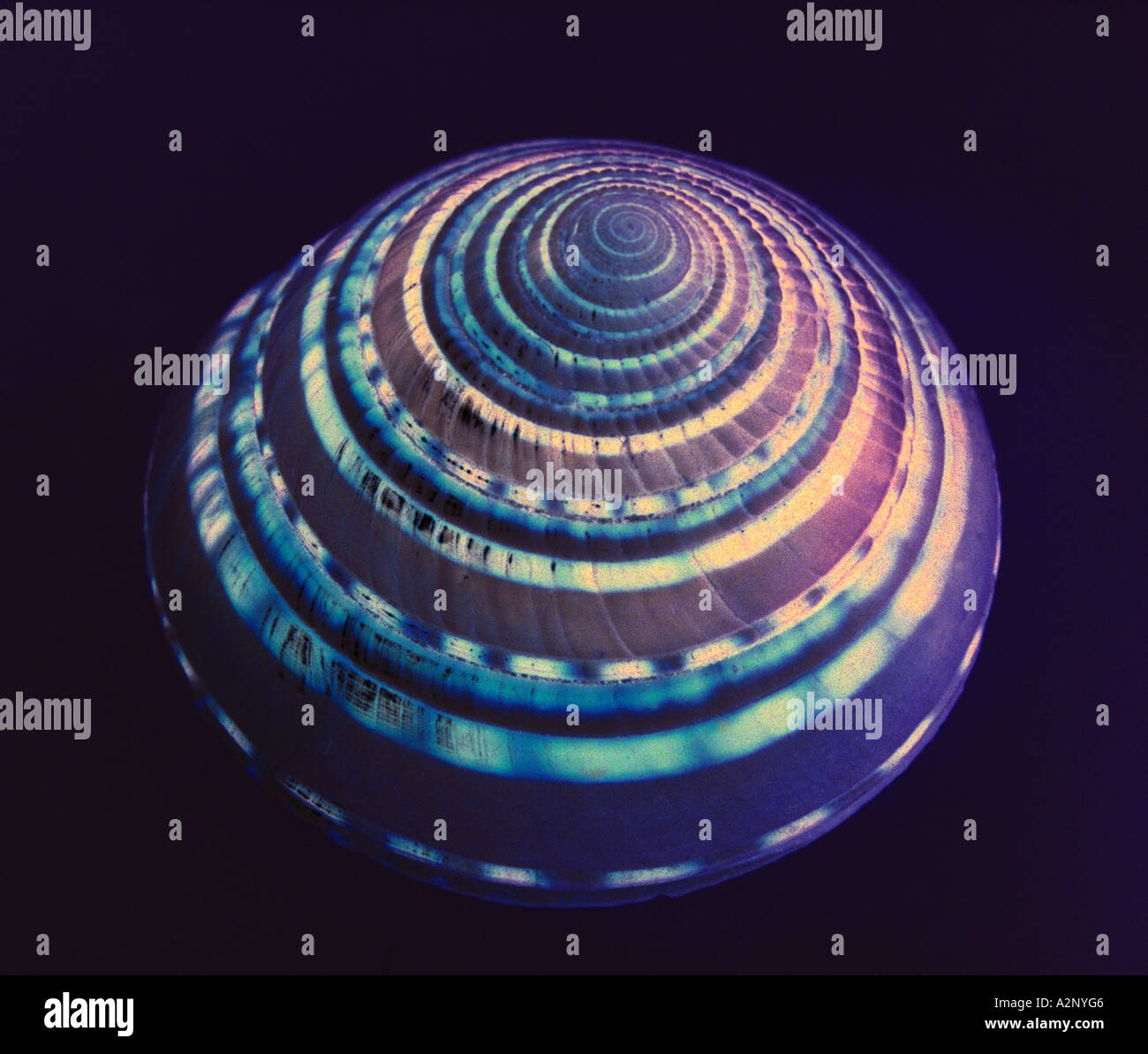 Clear Sundial Sea Shell Stock Photo - Alamy