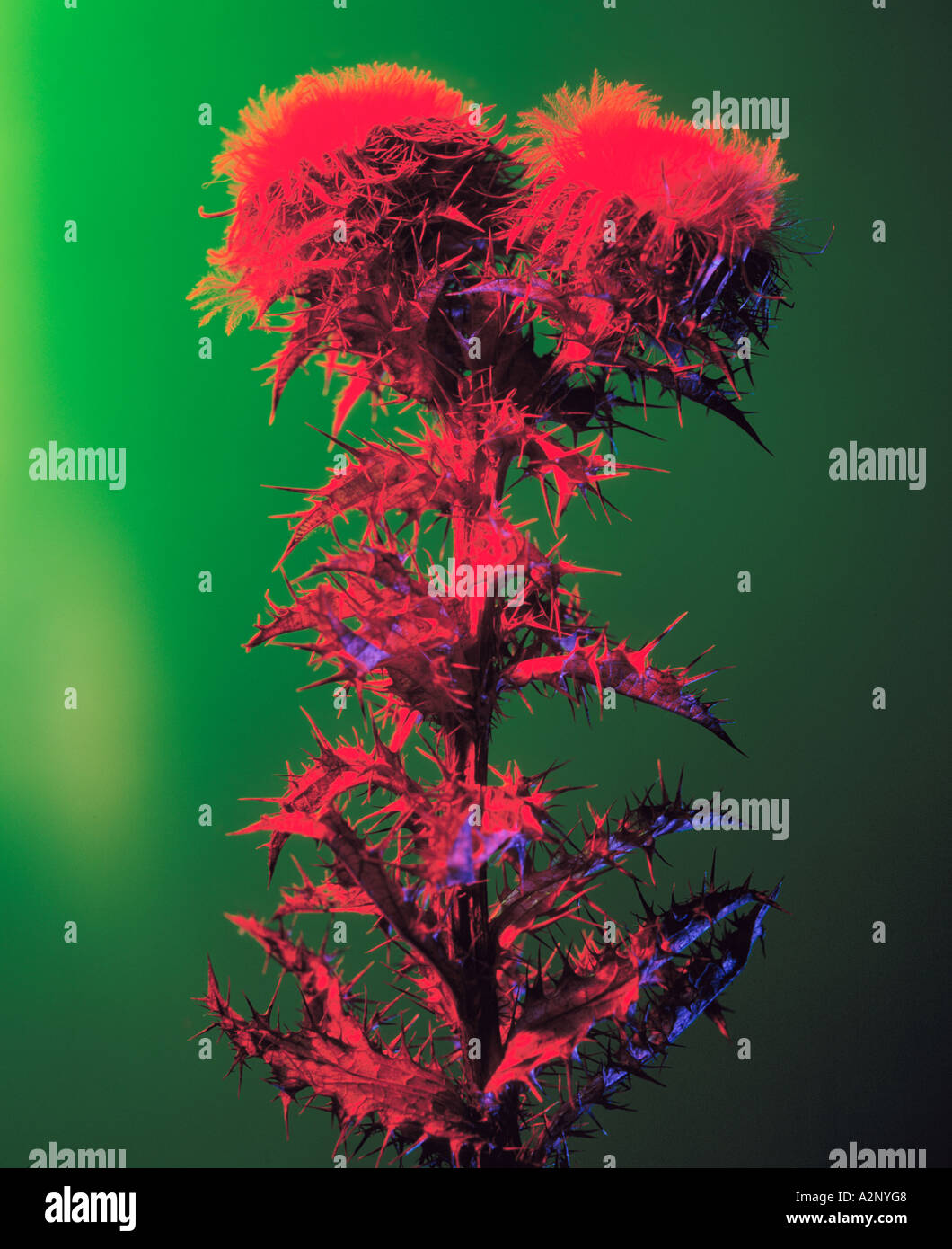 Thistles spiky leaves hi-res stock photography and images - Alamy