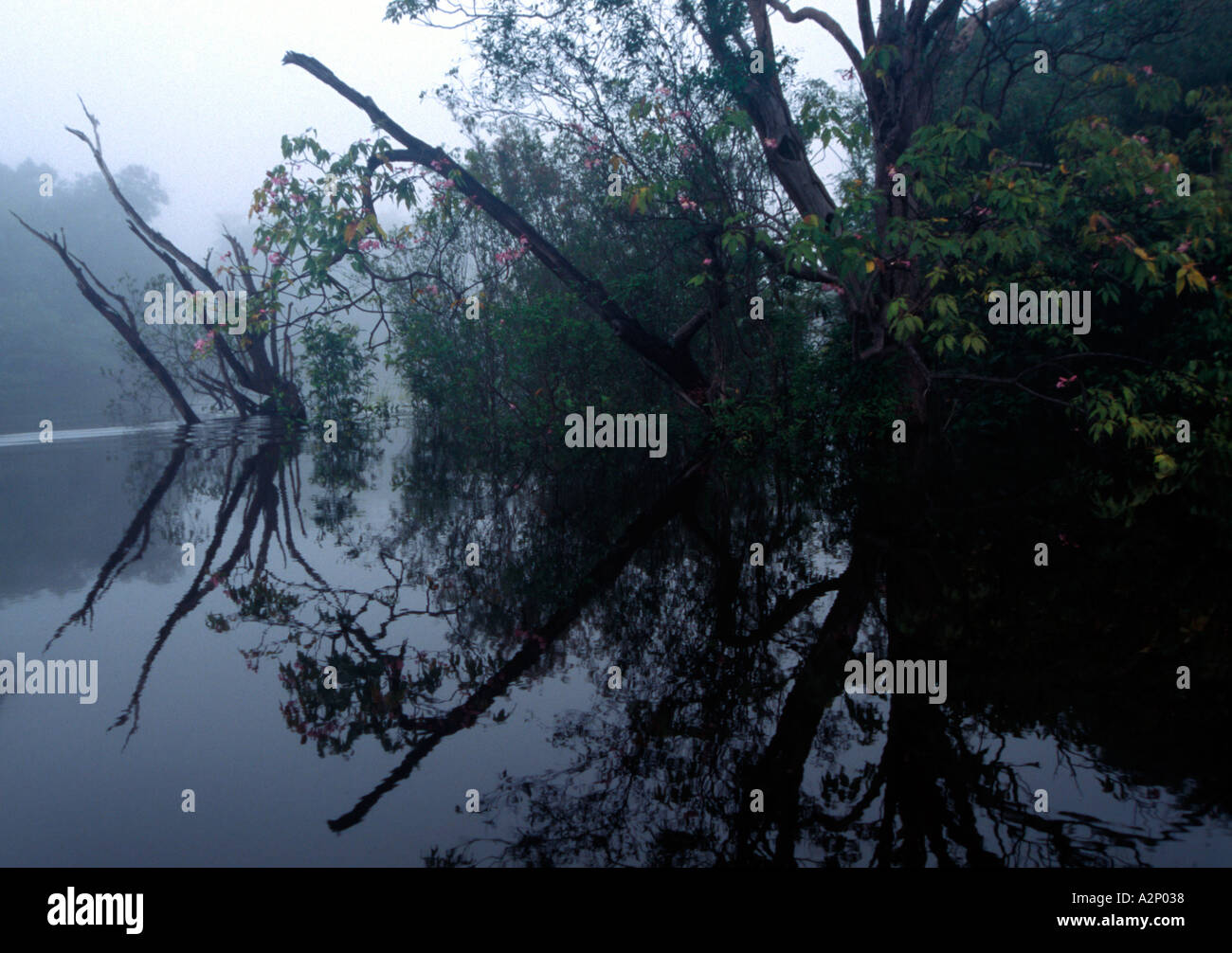 Amazon River Reflection Brazil Stock Photo - Alamy