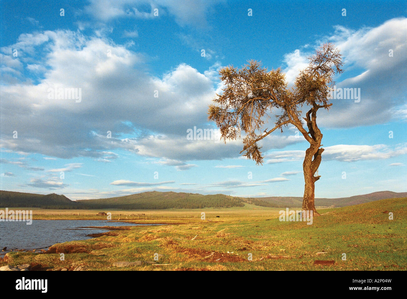 Larch tree at the Khovsgol lake’s bank. Khovsgol National Park. Khatgal ...