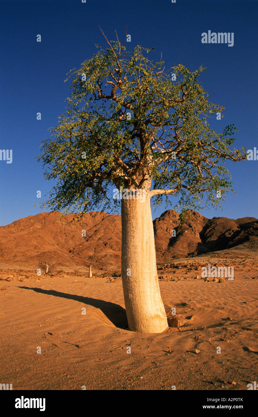 Tree in the desert Stock Photo - Alamy