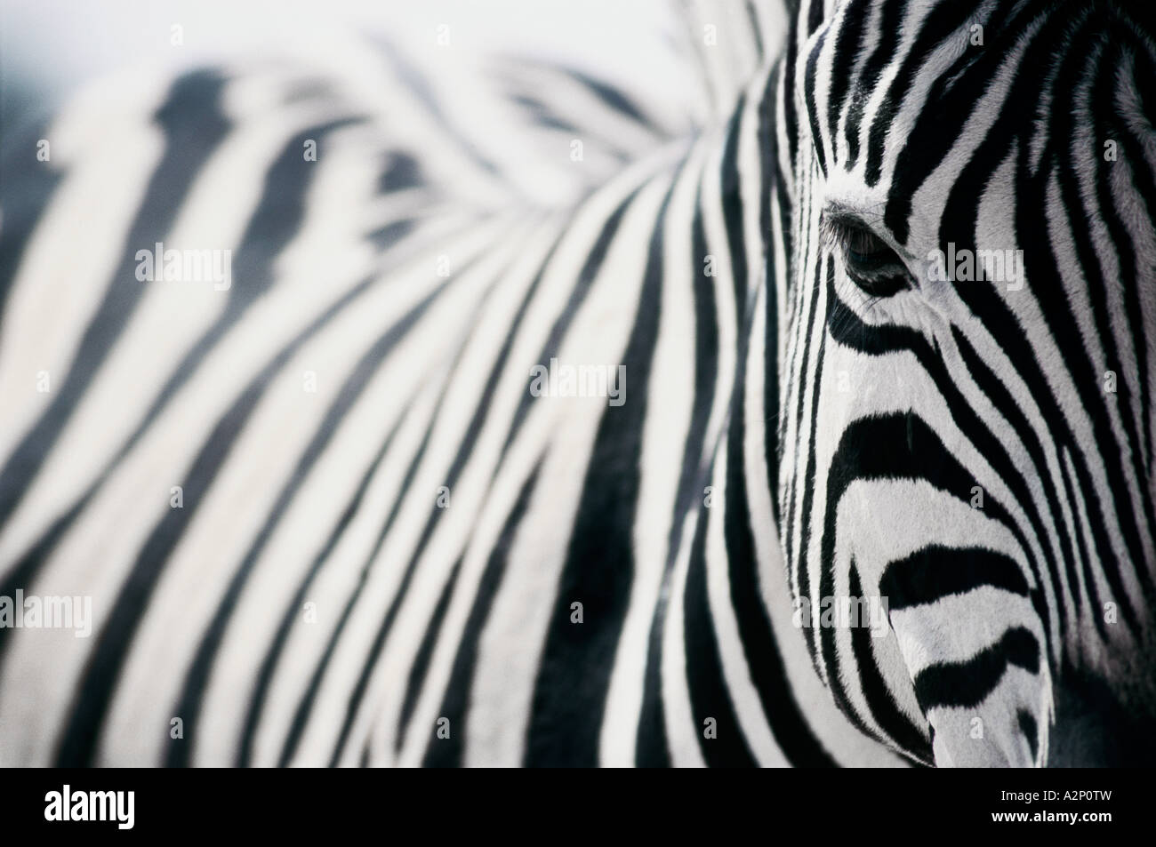 Zebra anatomy hi-res stock photography and images - Alamy