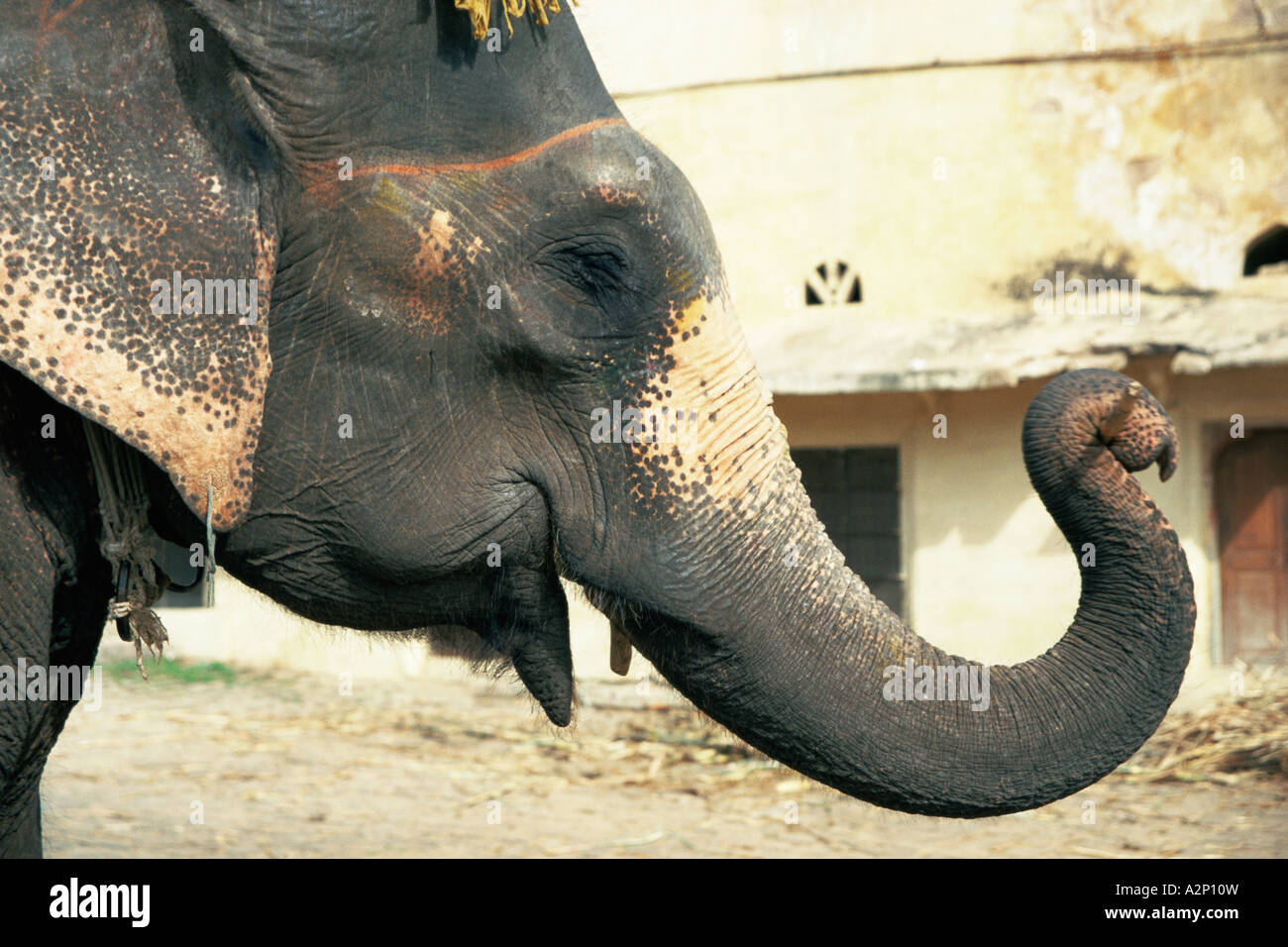 Elephants head hi-res stock photography and images - Alamy
