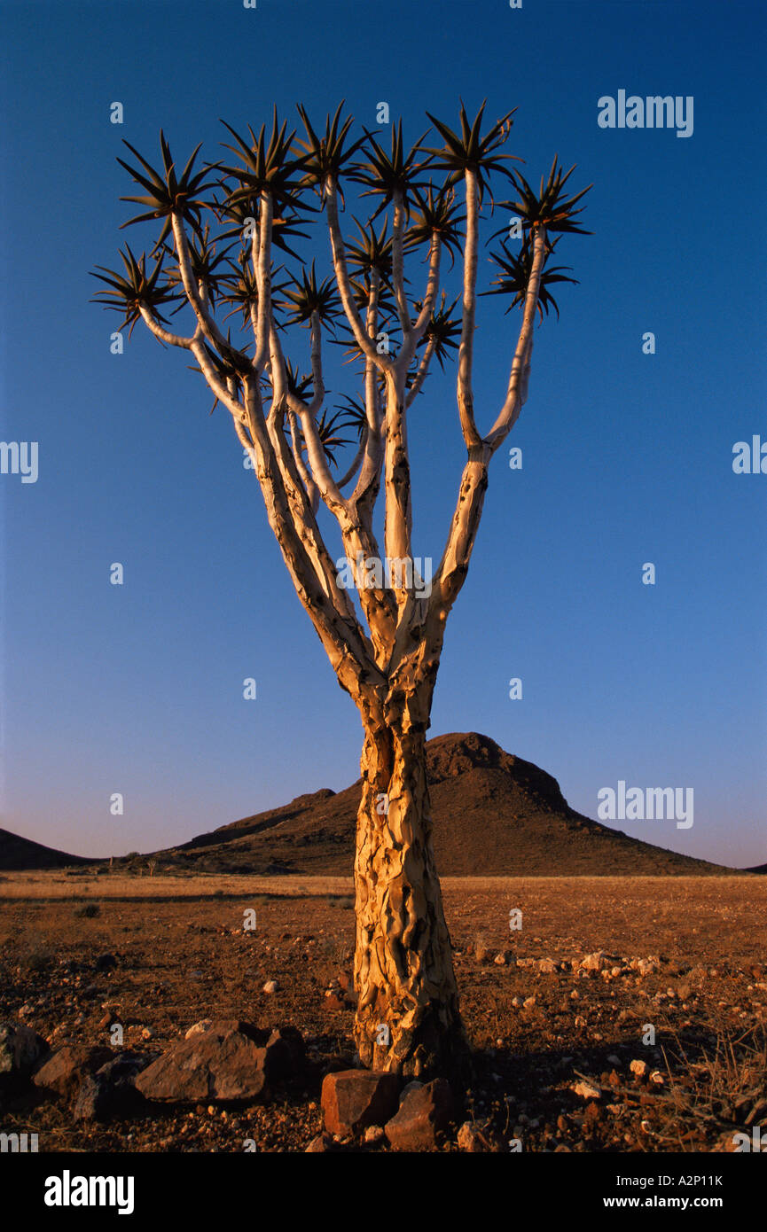 Tree in desert Stock Photo - Alamy