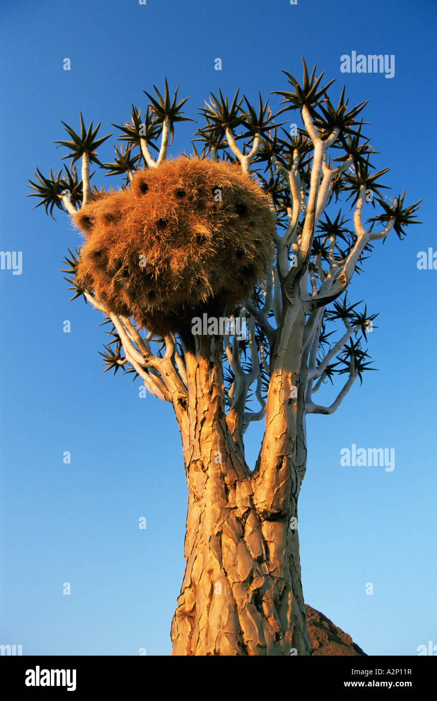 Quiver Tree Bird High Resolution Stock Photography and Images - Alamy