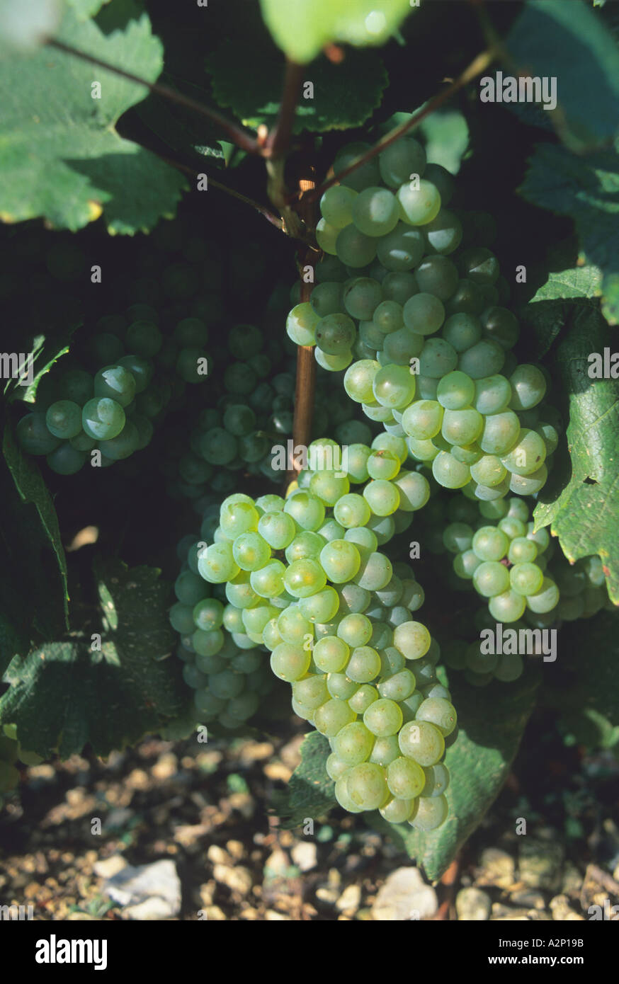Grapes at Chablis France Stock Photo - Alamy