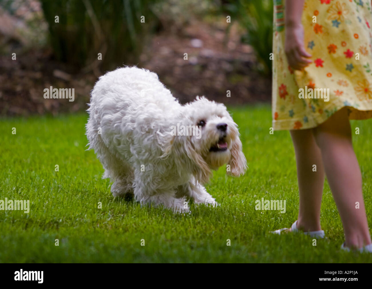 Small dog growls at a child Stock Photo - Alamy