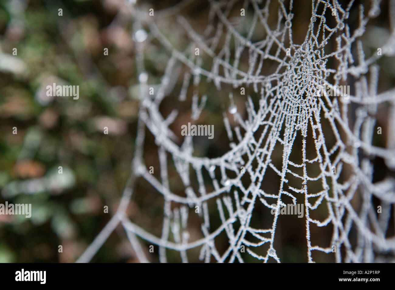 Small Cob Spider High Resolution Stock Photography and Images - Alamy