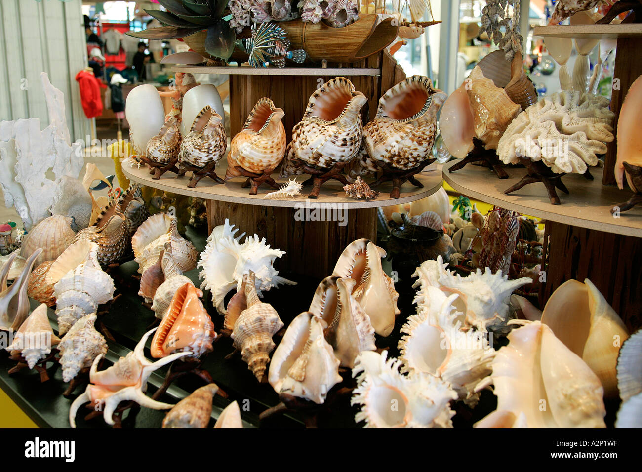 souvenir shop shell fishing traditional creature fisherman home ...