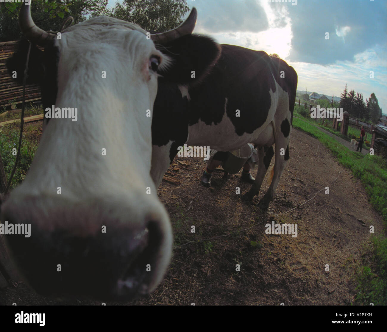Dairy cow. Altai. Siberia. Russia Stock Photo - Alamy