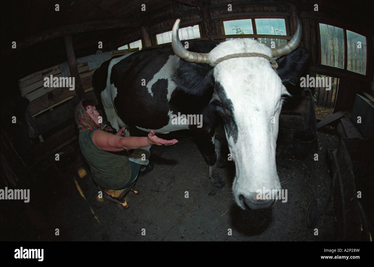 Woman is milking a cow. Altai. Siberia. Russia Stock Photo - Alamy