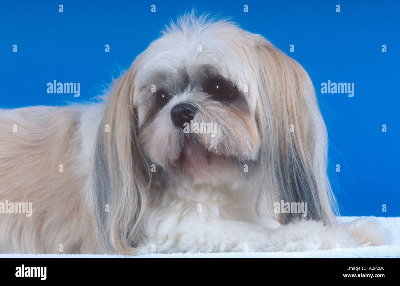 Shizu hi-res stock photography and images - Alamy