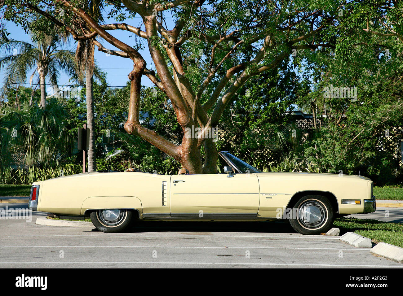 Chevrolet large old automobile posh lonely alone forest thoughtful ...