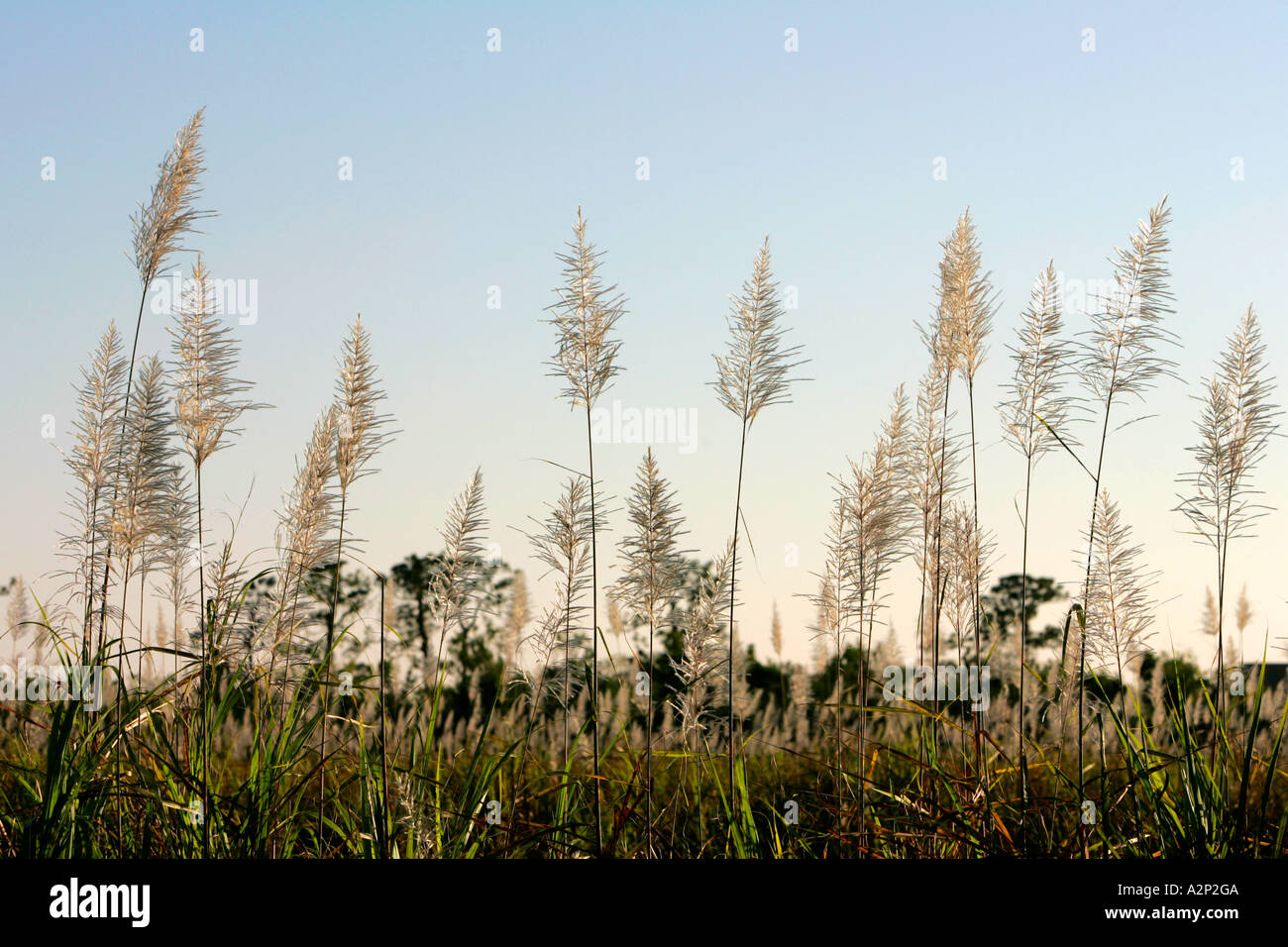 leaf plant verdure sky cloudless blue green calm meadow grass ...