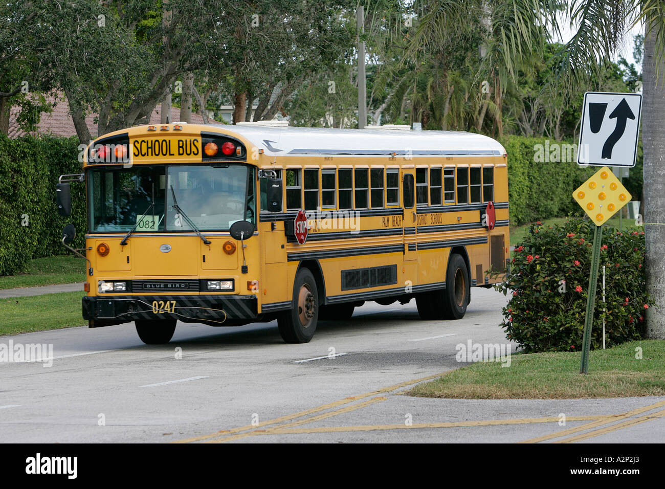 School bus driving down a road that is surrounded by greenery Palm ...