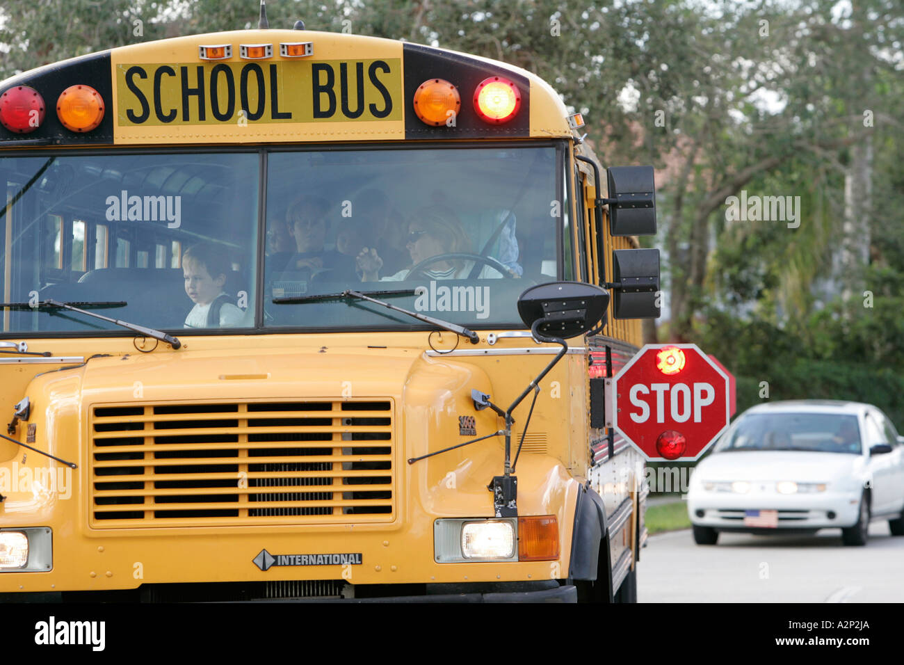 School bus driving down a road that is surrounded by greenery Palm ...
