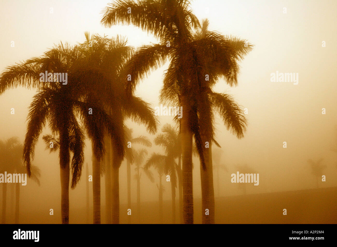 Fog foggy missing view hurricane disaster a natural calamity weather ...