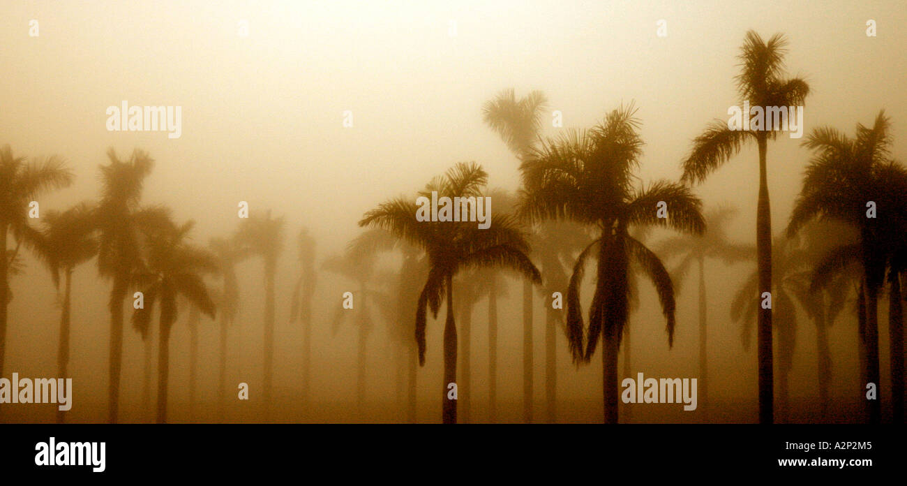 Fog foggy missing view hurricane disaster a natural calamity weather ...