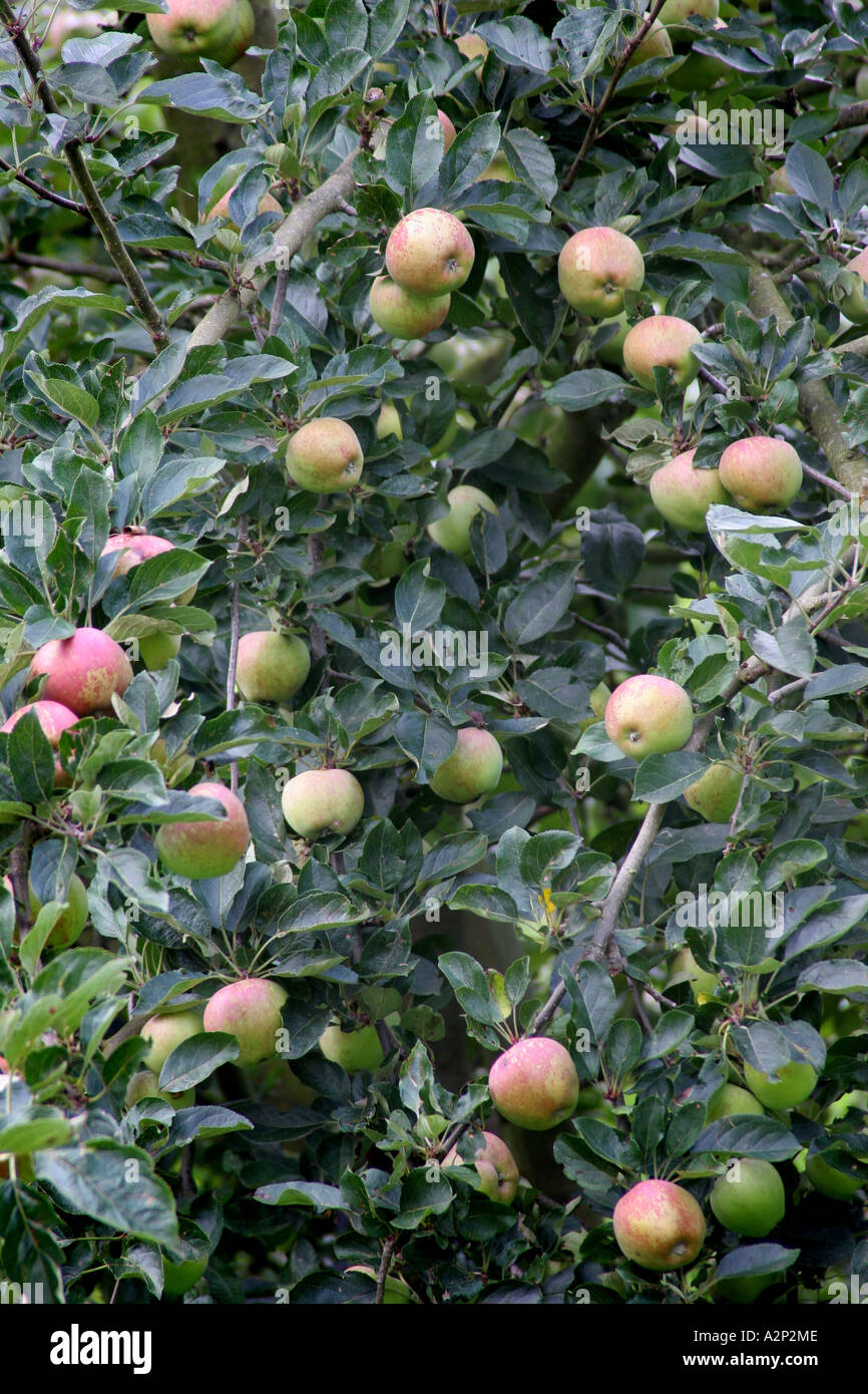 Pick apple off tree hi-res stock photography and images - Alamy