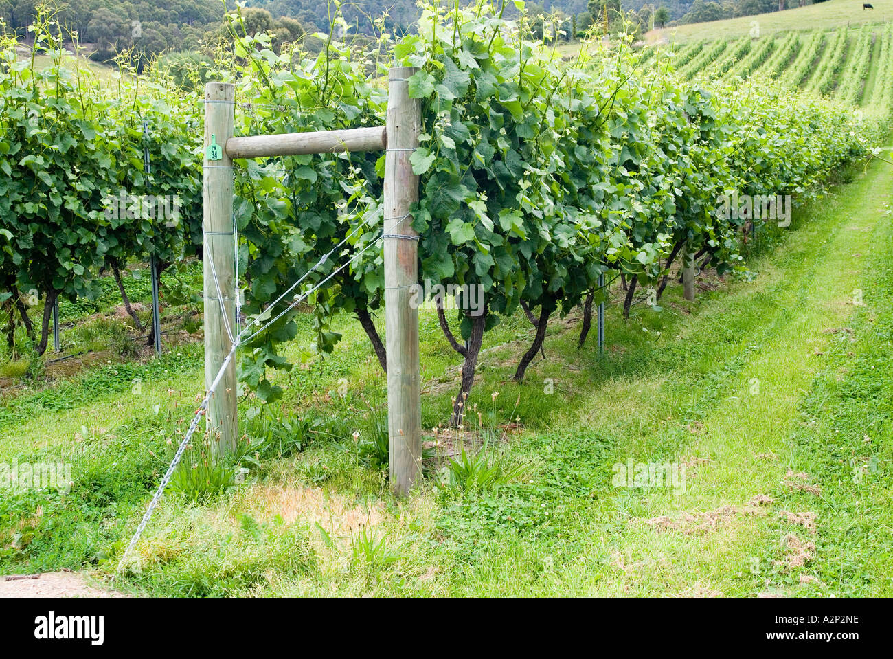 Grape supports hi-res stock photography and images - Alamy