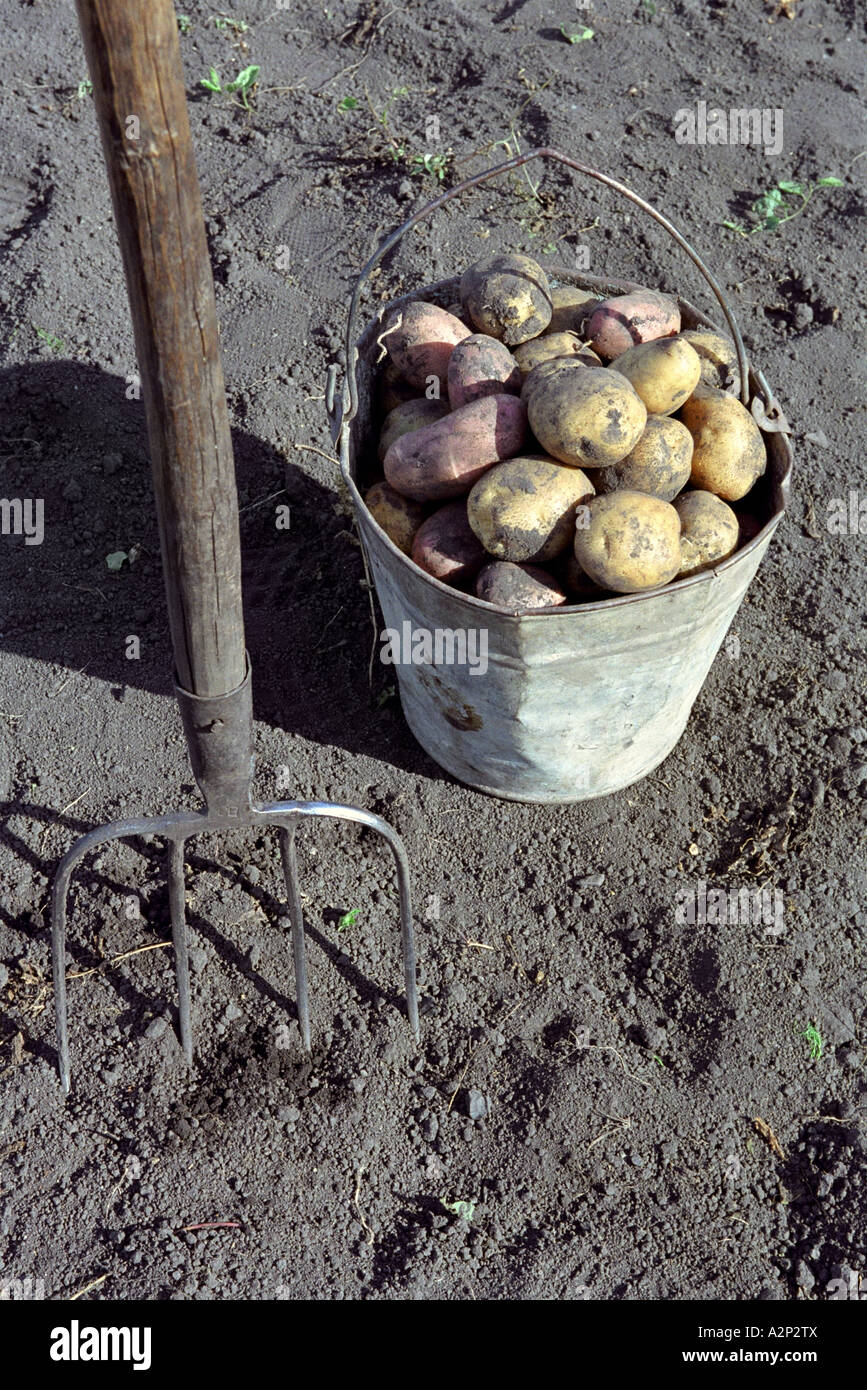 Pail full of potato. Pitchfork. Altai. Siberia. Russia Stock Photo - Alamy