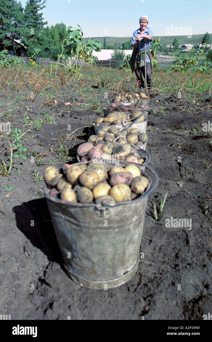 Row of pails full of potato. Woman is digging potato. Altai. Siberia ...