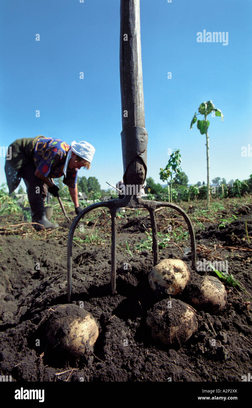 Pitchfork and potato tubers. Woman is digging potato. Altai. Siberia ...