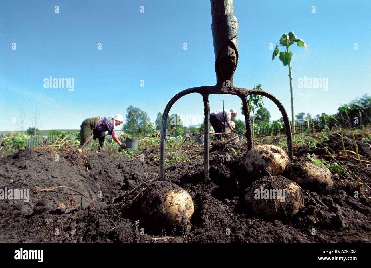 Pitchfork and potato tubers. Women are digging potato. Altai. Siberia ...