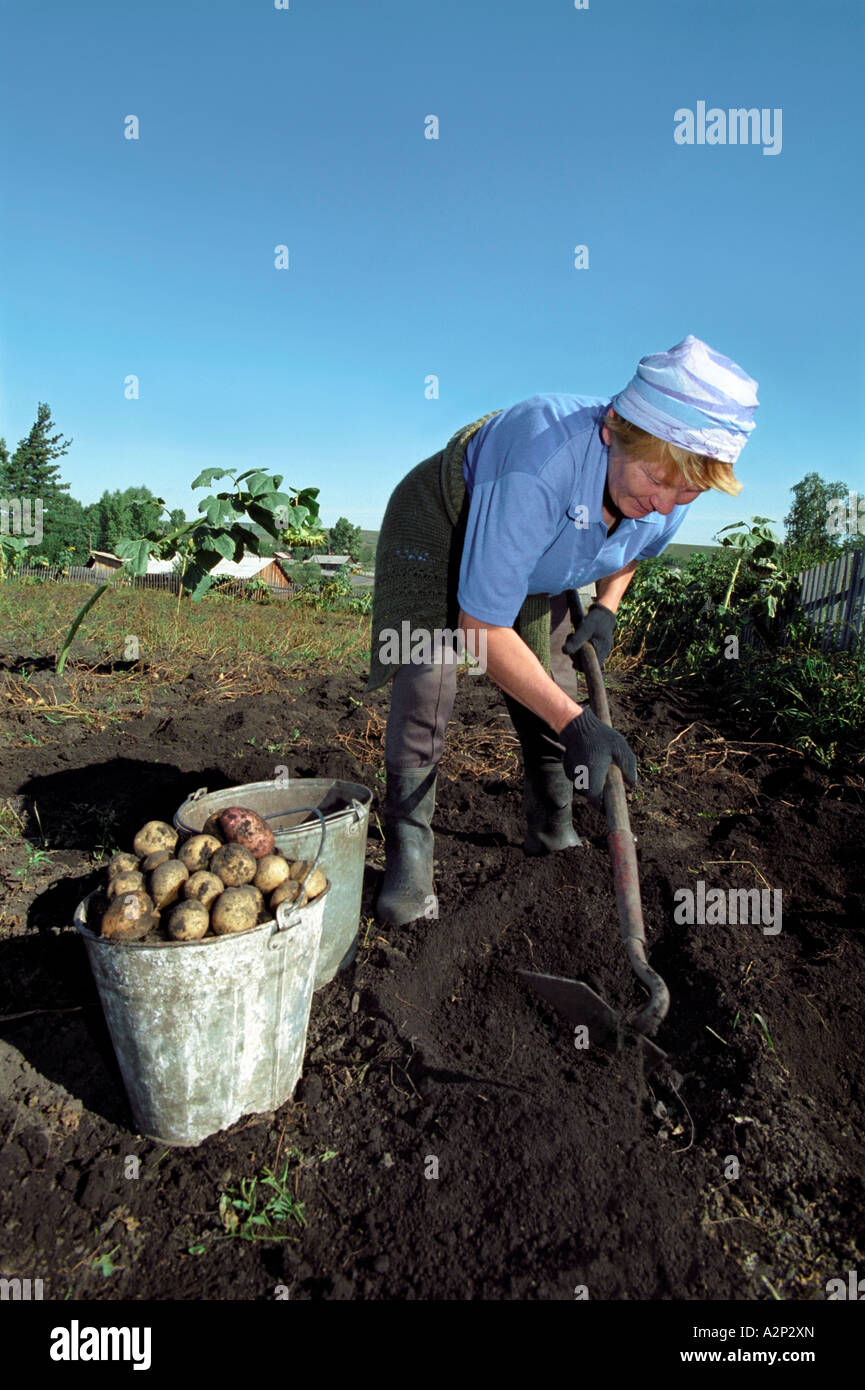 Woman is digging potato. Altai. Siberia. Russia Stock Photo - Alamy