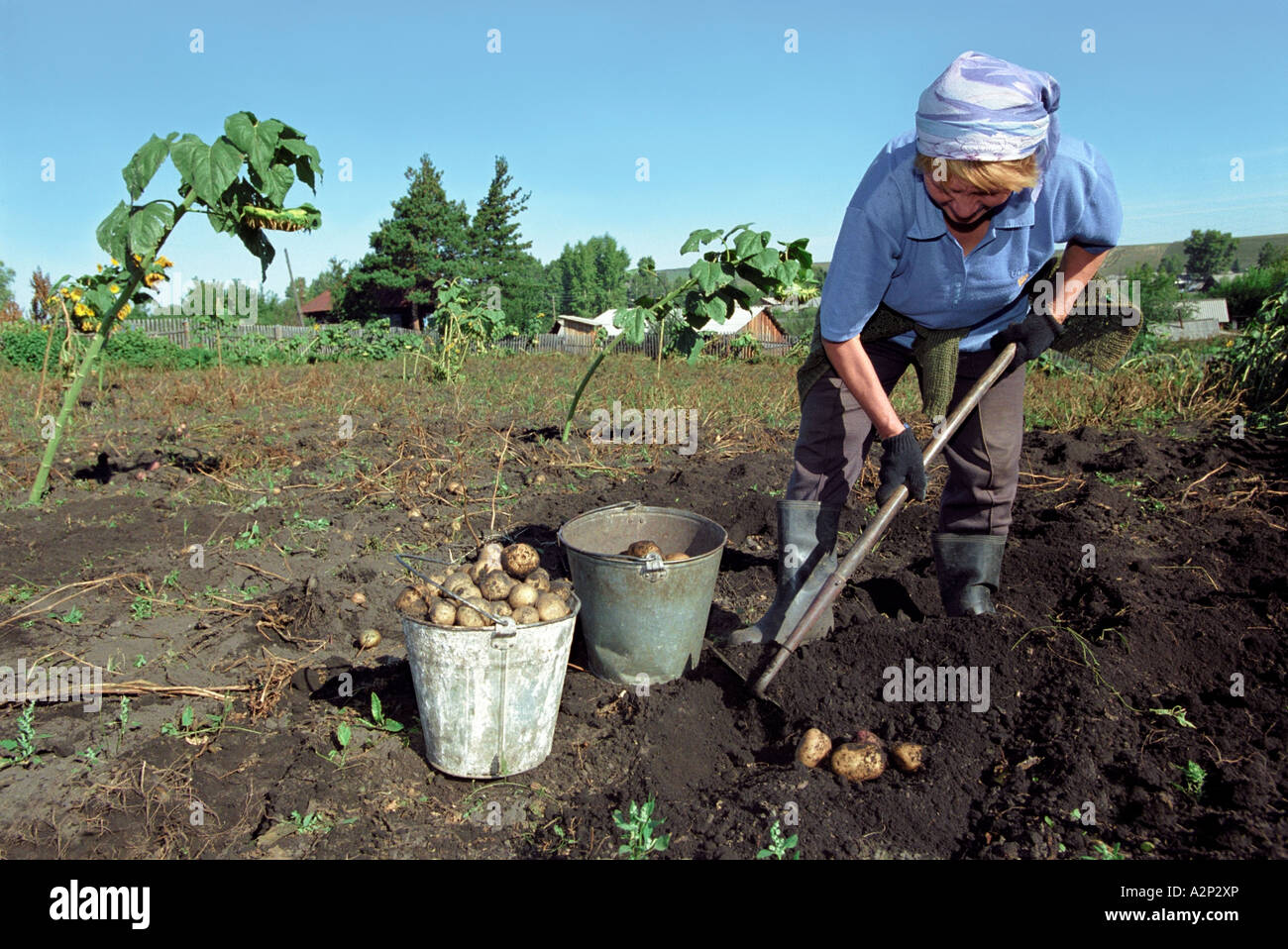 Woman is digging potato. Altai. Siberia. Russia Stock Photo - Alamy